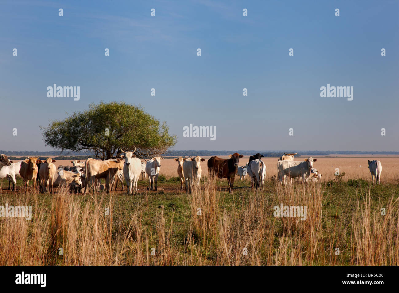 Cattle, Paraguay, South America Stock Photo - Alamy