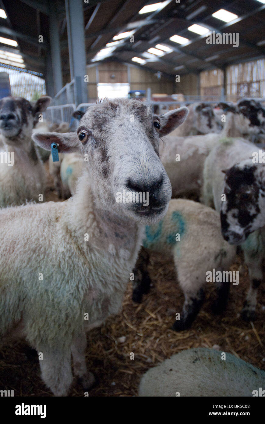 Hadlow Kent High Resolution Stock Photography and Images - Alamy