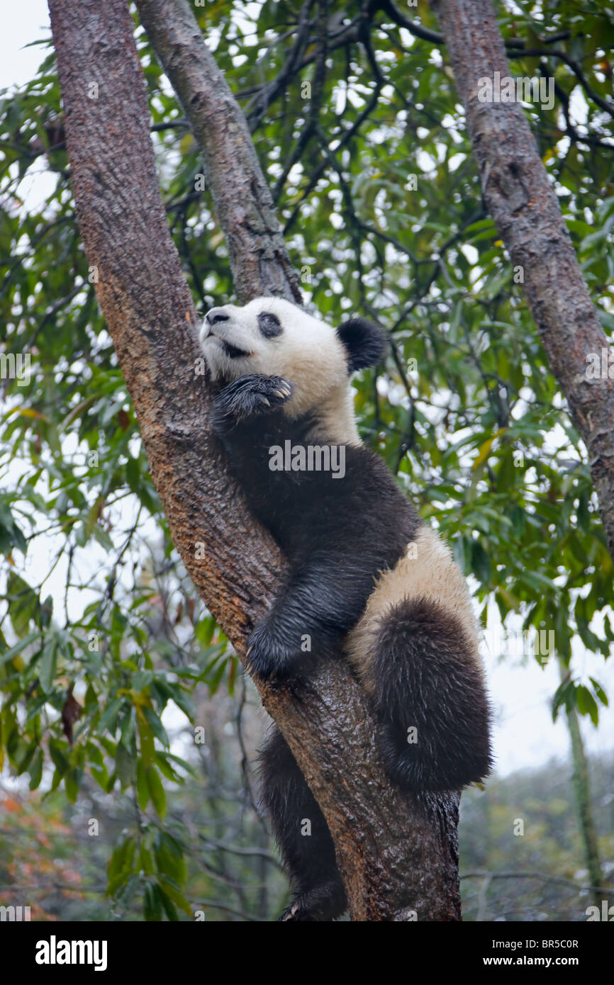 Panda tree mountains hi-res stock photography and images - Alamy