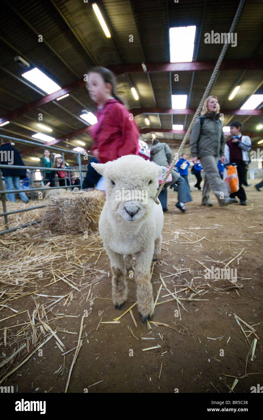 Sheep at a farmers show in Kent Stock Photo - Alamy
