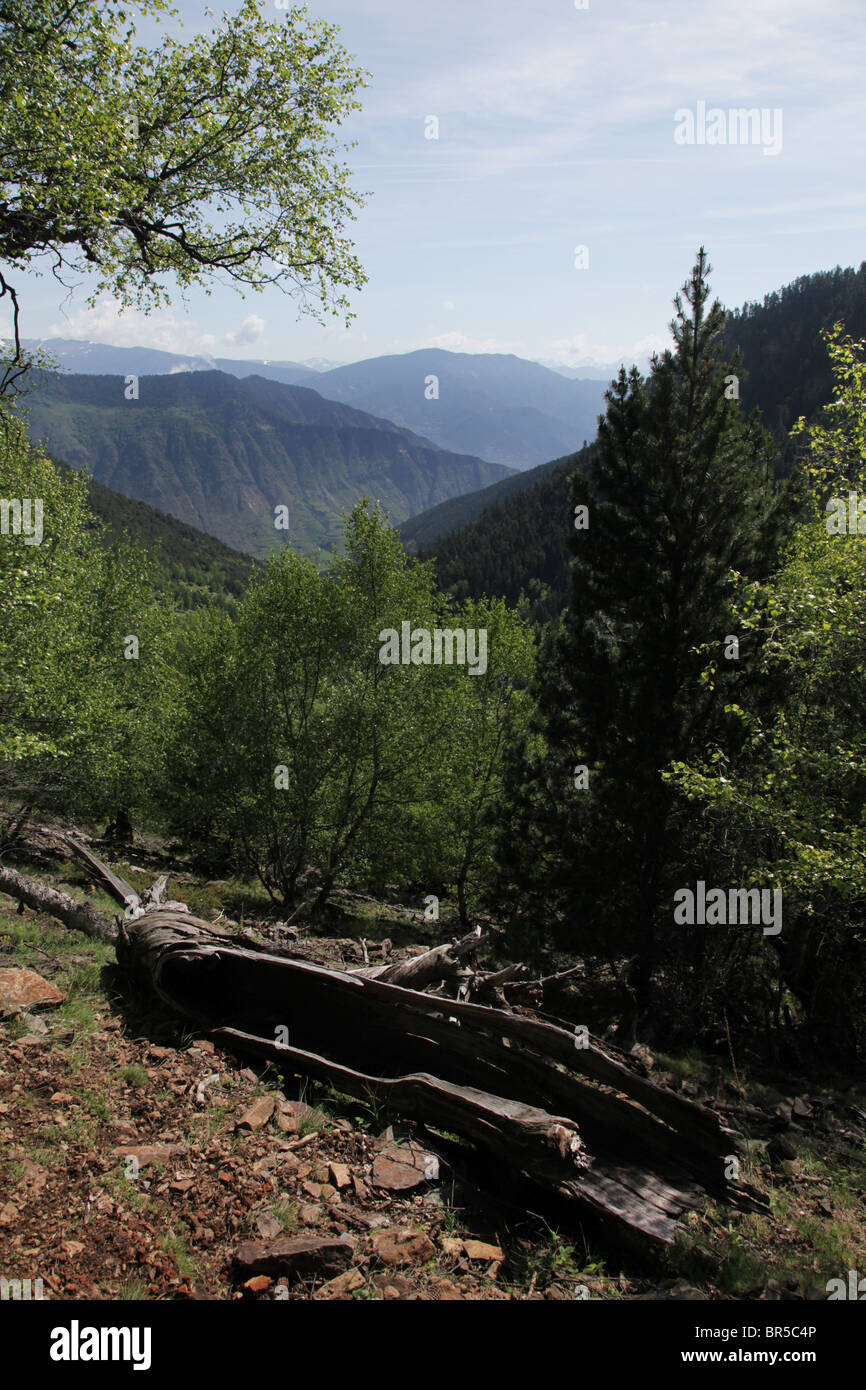 Dead fallen tree in lush subalpine forest on ascent from Espot to ...