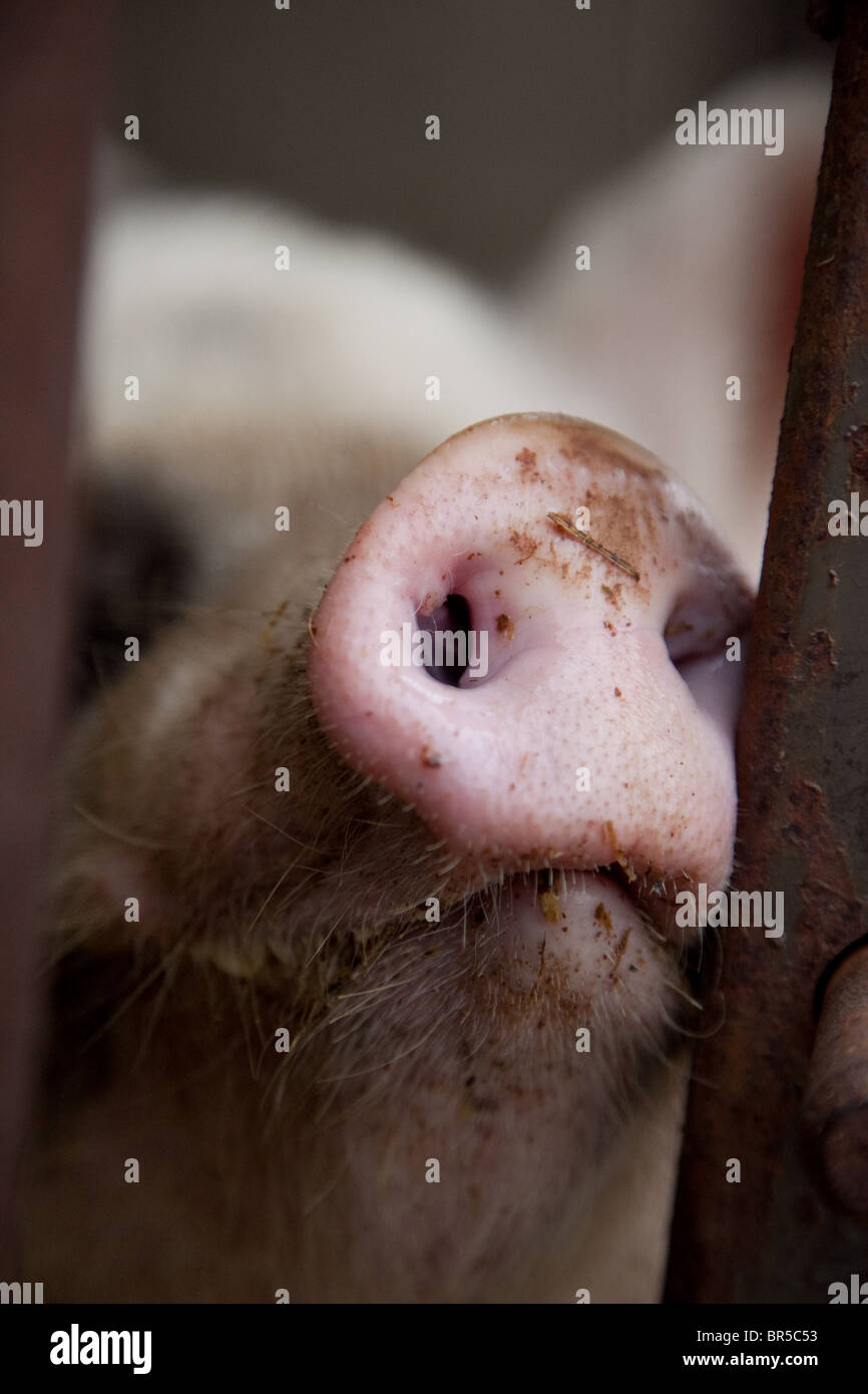 Pig Snouts High Resolution Stock Photography and Images - Alamy