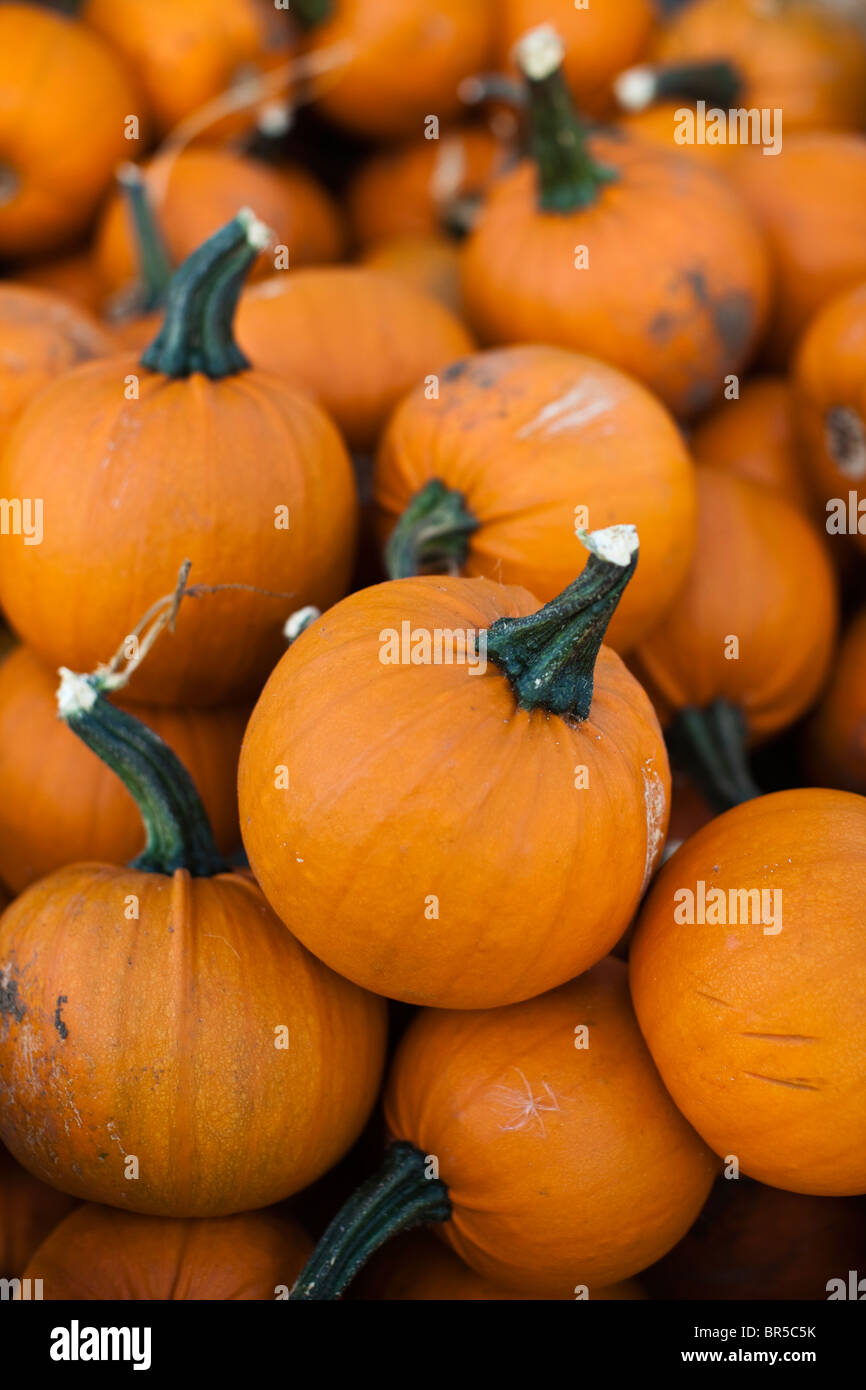 Baby Bear Pumpkins Cucurbita Pepo Stock Photo - Alamy