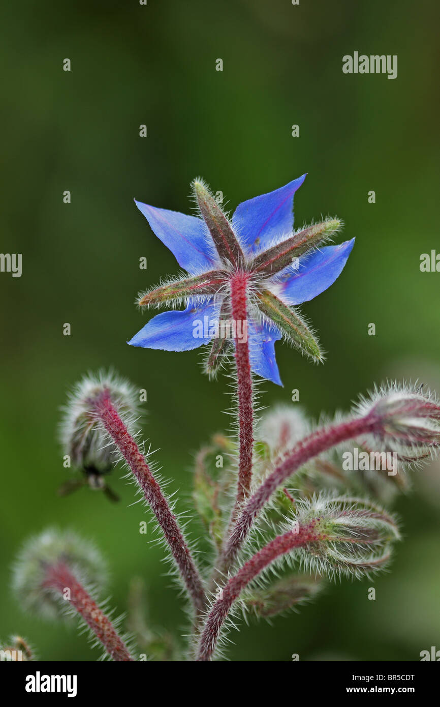 Borage (Borago officinalis) Starflower Stock Photo - Alamy