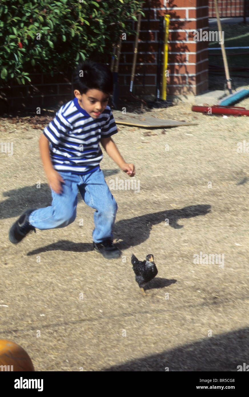 Young Hispanic boy male carry play young chicken pet zoo farm new ...