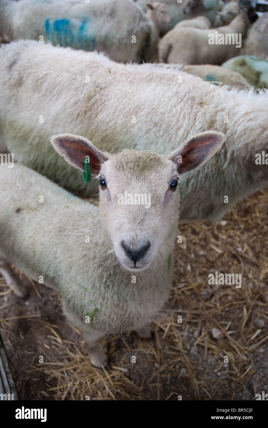 Sheep and lambs at a farmers show in Kent Stock Photo - Alamy