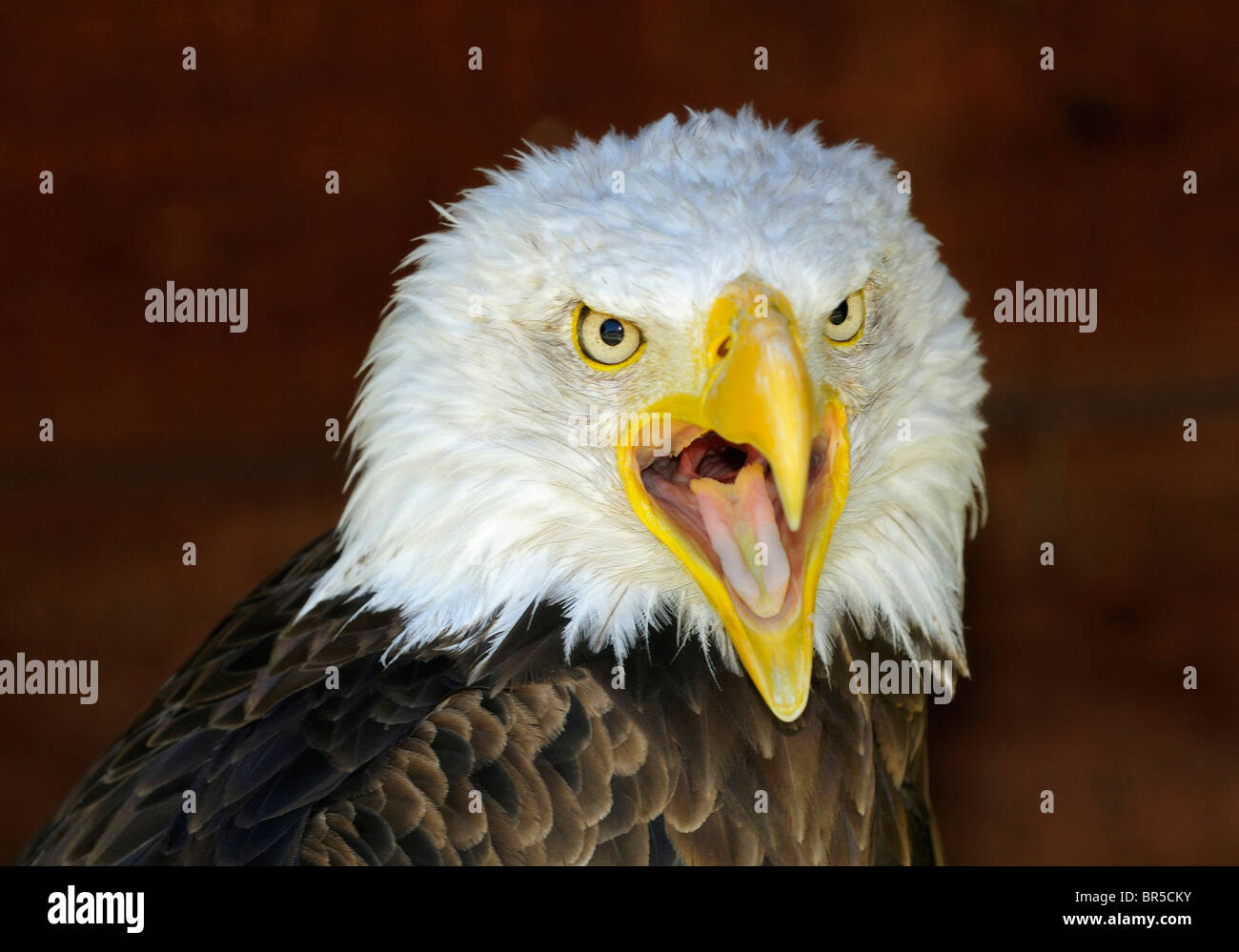 Screaming Eagle Head