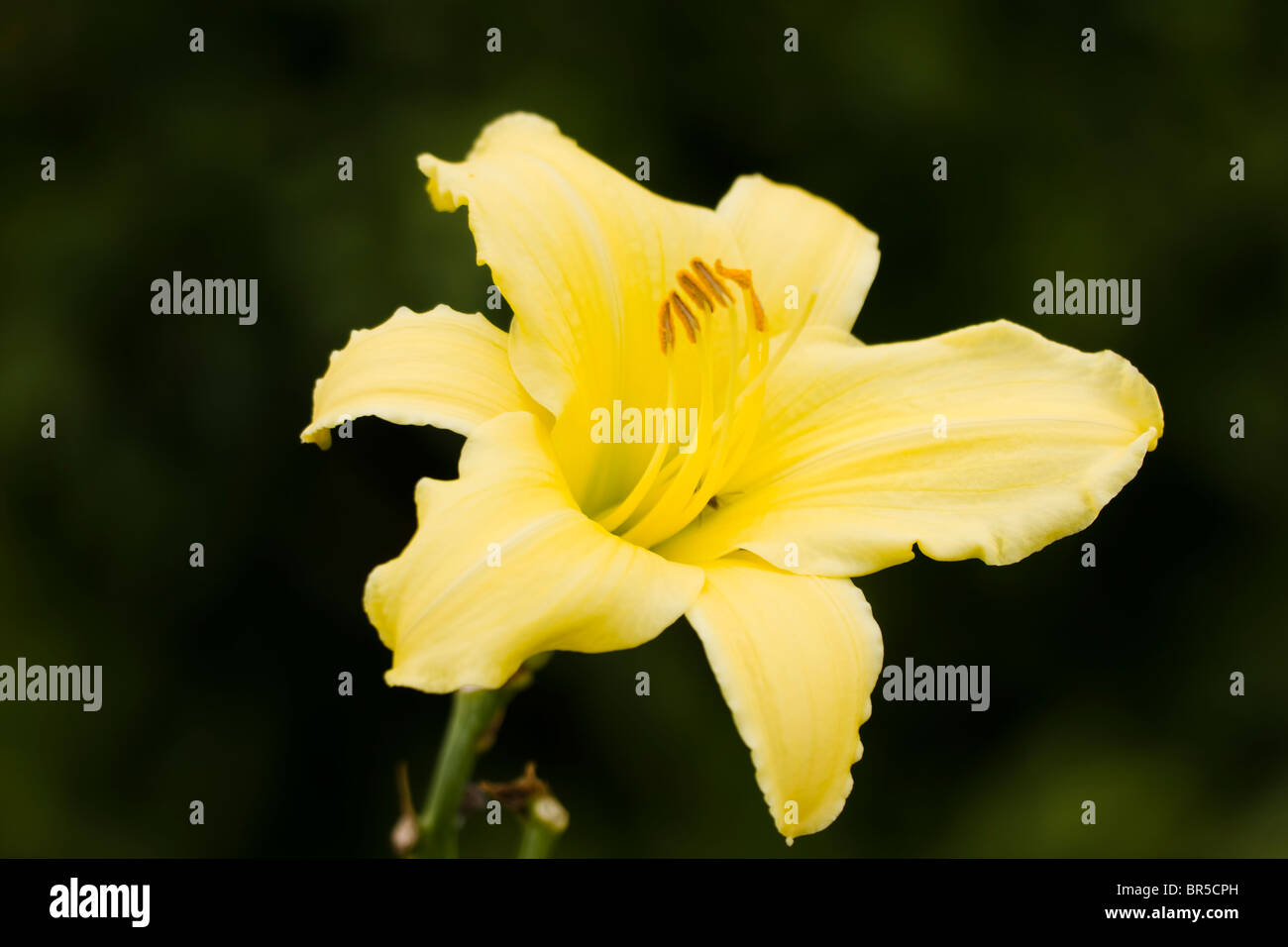 Yellow is the colour of tranquility hi-res stock photography and images ...