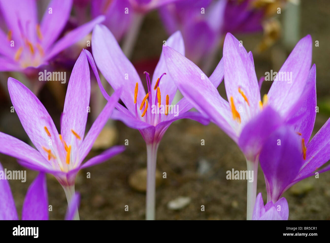 COLCHICUM TENORII AUTUMN CROCUS Stock Photo - Alamy