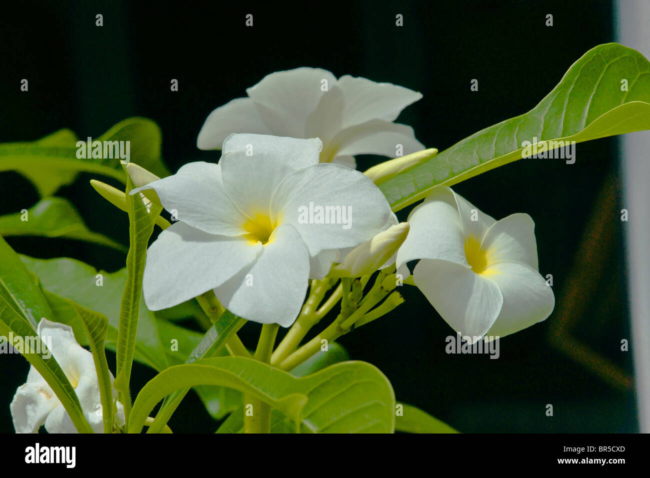 Florida flowers white hi-res stock photography and images - Alamy