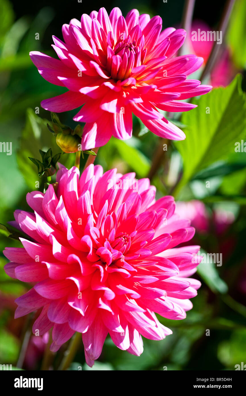 dahlia "Karma Fuchsiana Stock Photo - Alamy
