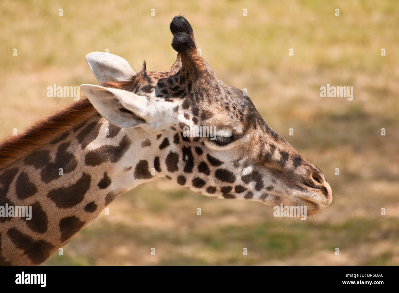 The Giraffe (Giraffa camelopardalis Stock Photo - Alamy