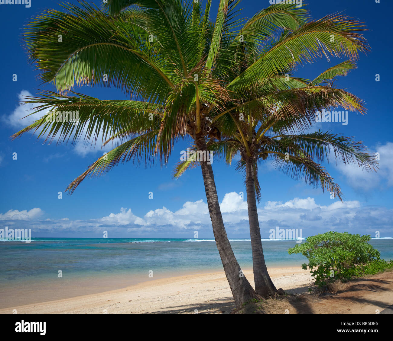 Kauai, Hawaii Two palm trees frame a stretch of Anini beach on the ...