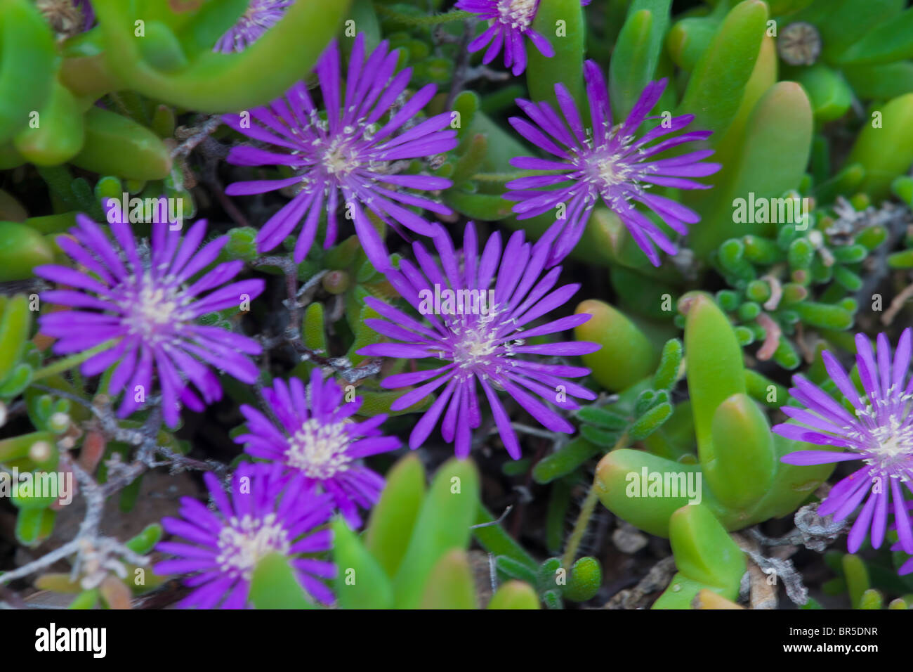 Purple ice plant hi-res stock photography and images - Alamy