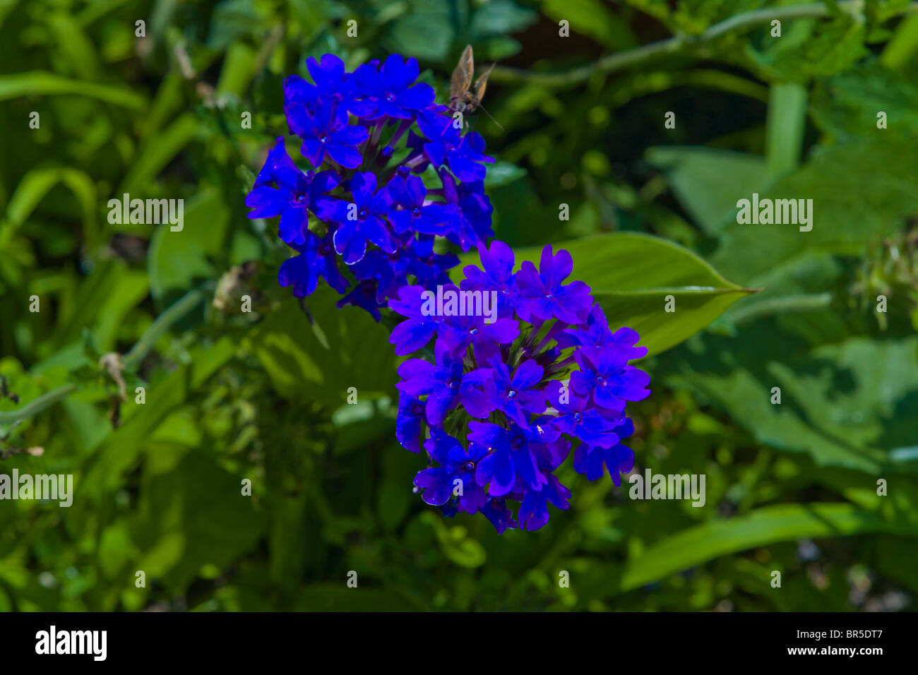 Blue Wild Flowers Stock Photo - Alamy