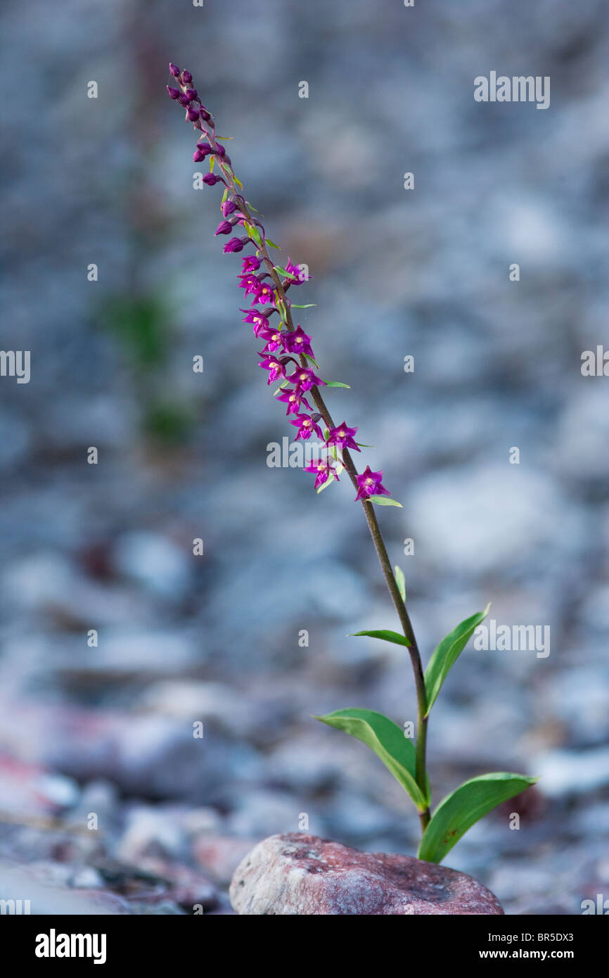 Red helleborine in flower hi-res stock photography and images - Alamy