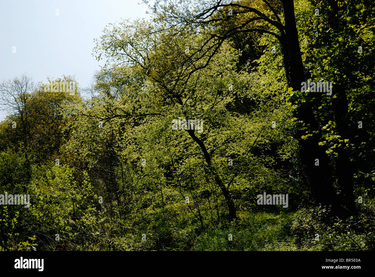 Wych Elm tree, Ulmus glabra in flower in a Welsh woodland in Spring, UK ...