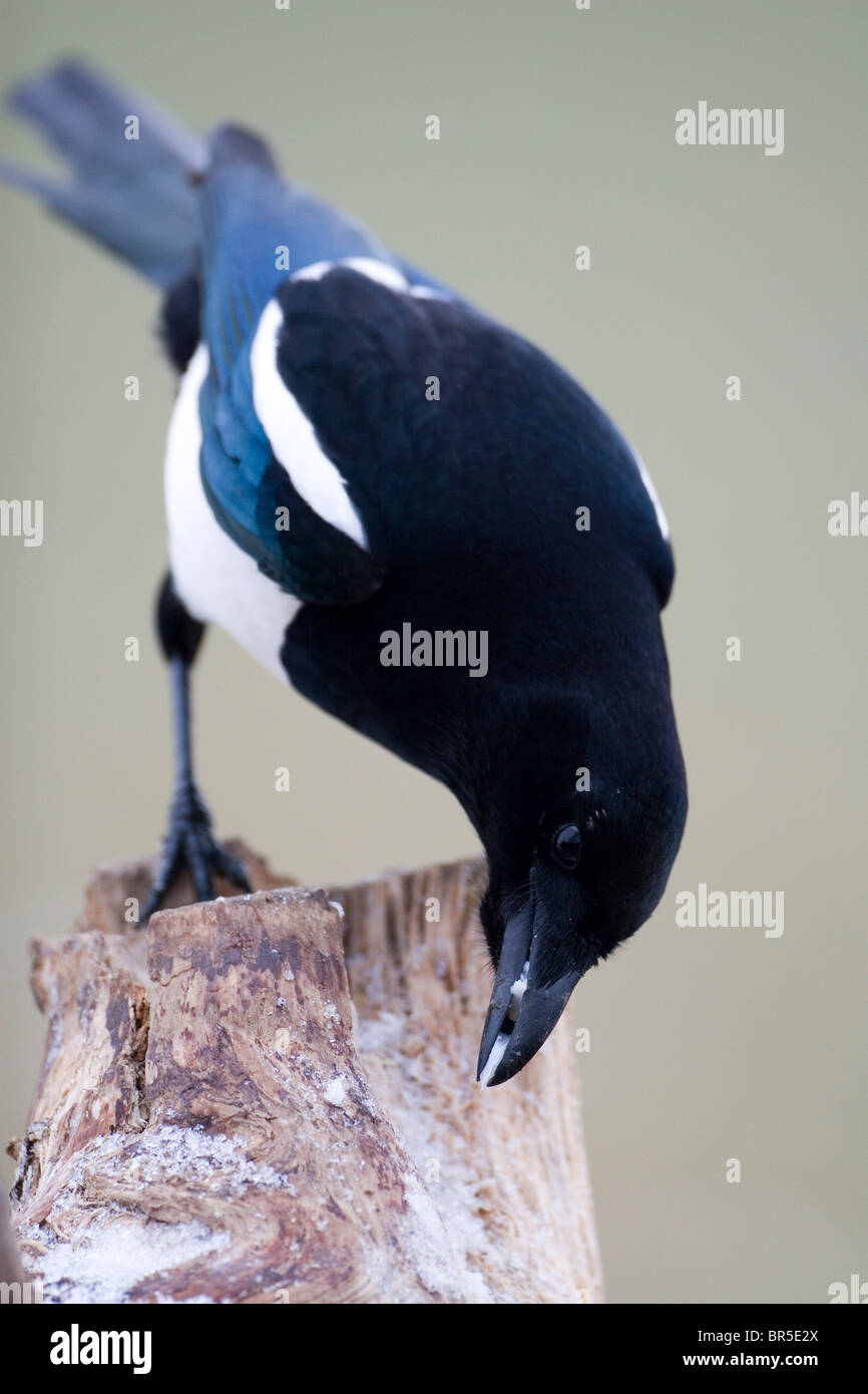 European Magpie or Common Magpie (Pica pica Stock Photo - Alamy