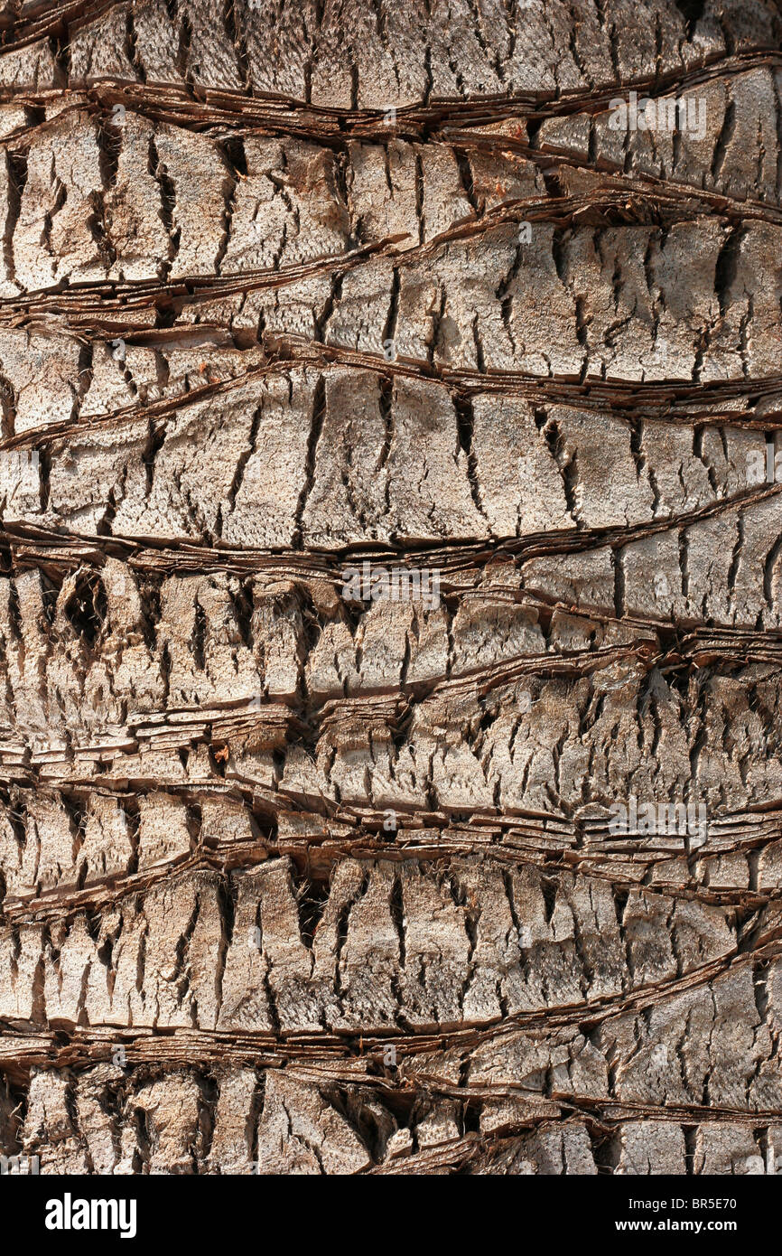 Patterns in the bark of a palm tree Stock Photo - Alamy