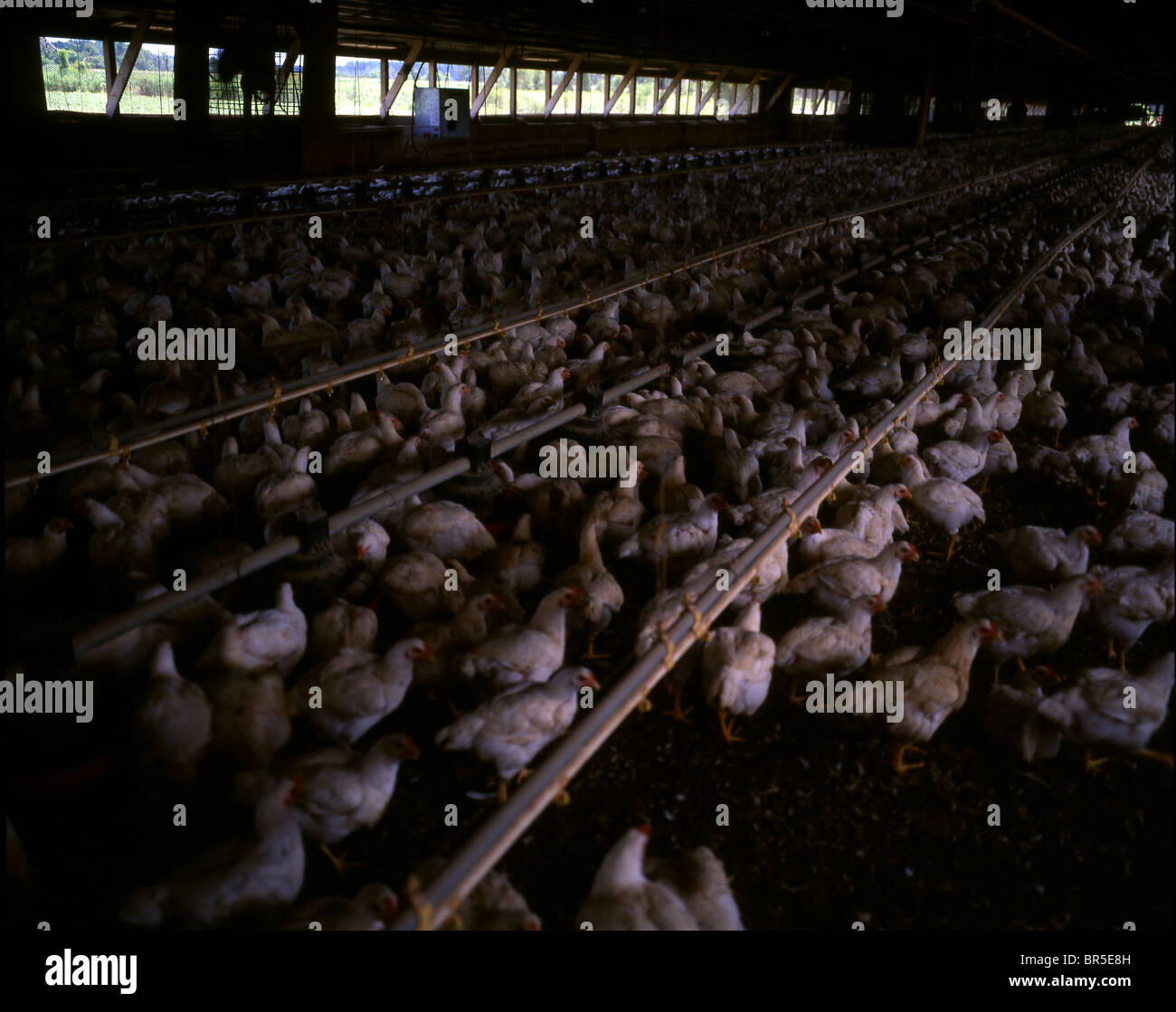 Chickens in Poultry Farm Stock Photo - Alamy