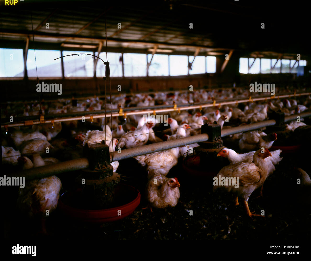 Chickens in Poultry Farm Stock Photo - Alamy