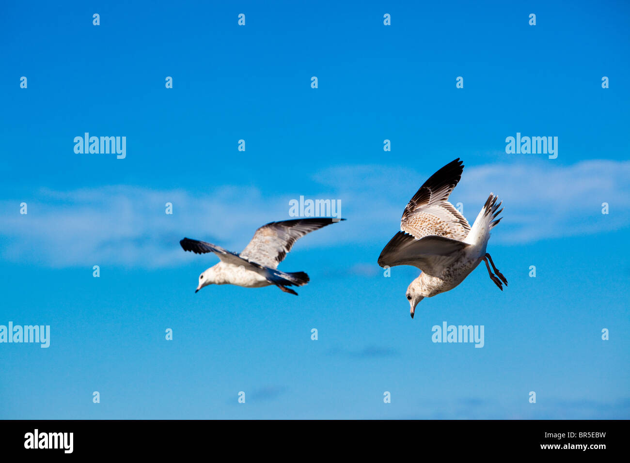 Sad seagull hi-res stock photography and images - Alamy