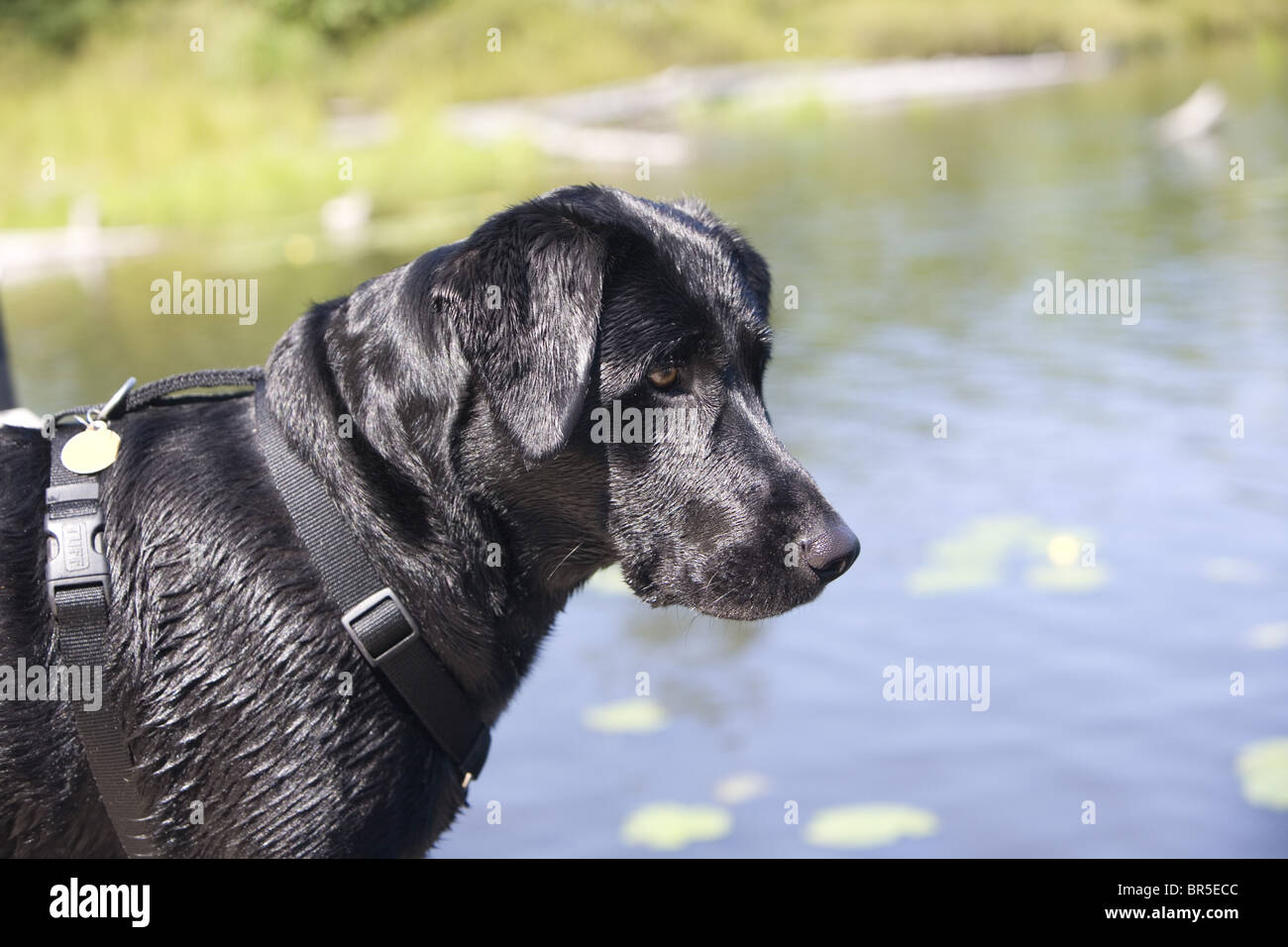 Black Labrador at the lake Stock Photo - Alamy