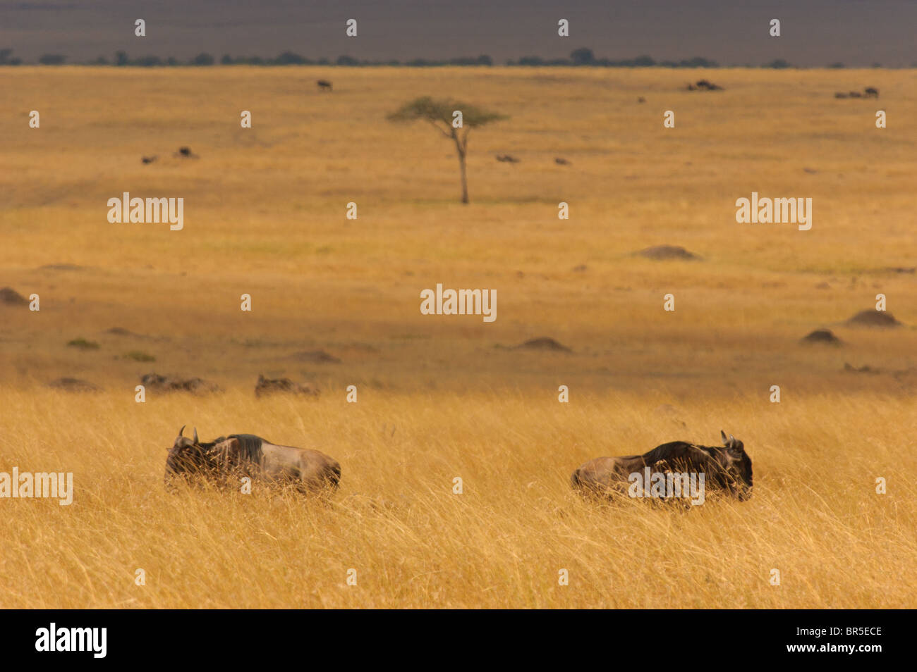 Migrate opposite direction hi-res stock photography and images - Alamy