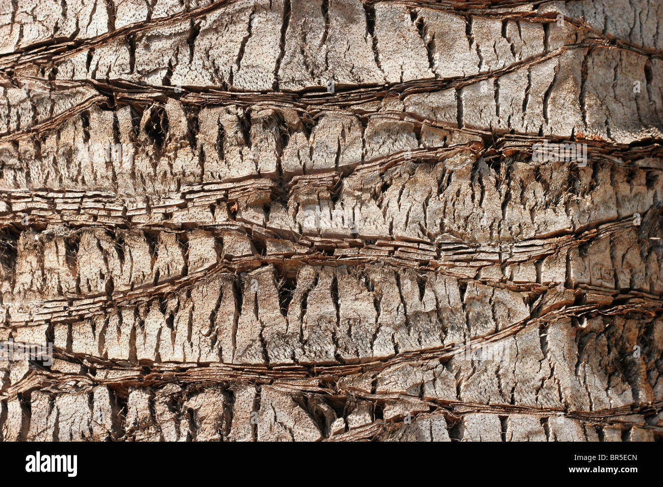 Patterns in bark palm tree hi-res stock photography and images - Alamy