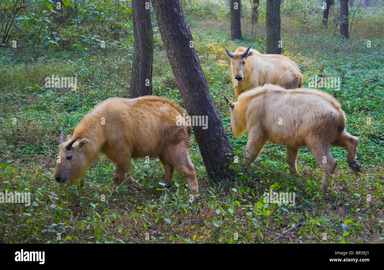 Golden takin hi-res stock photography and images - Alamy