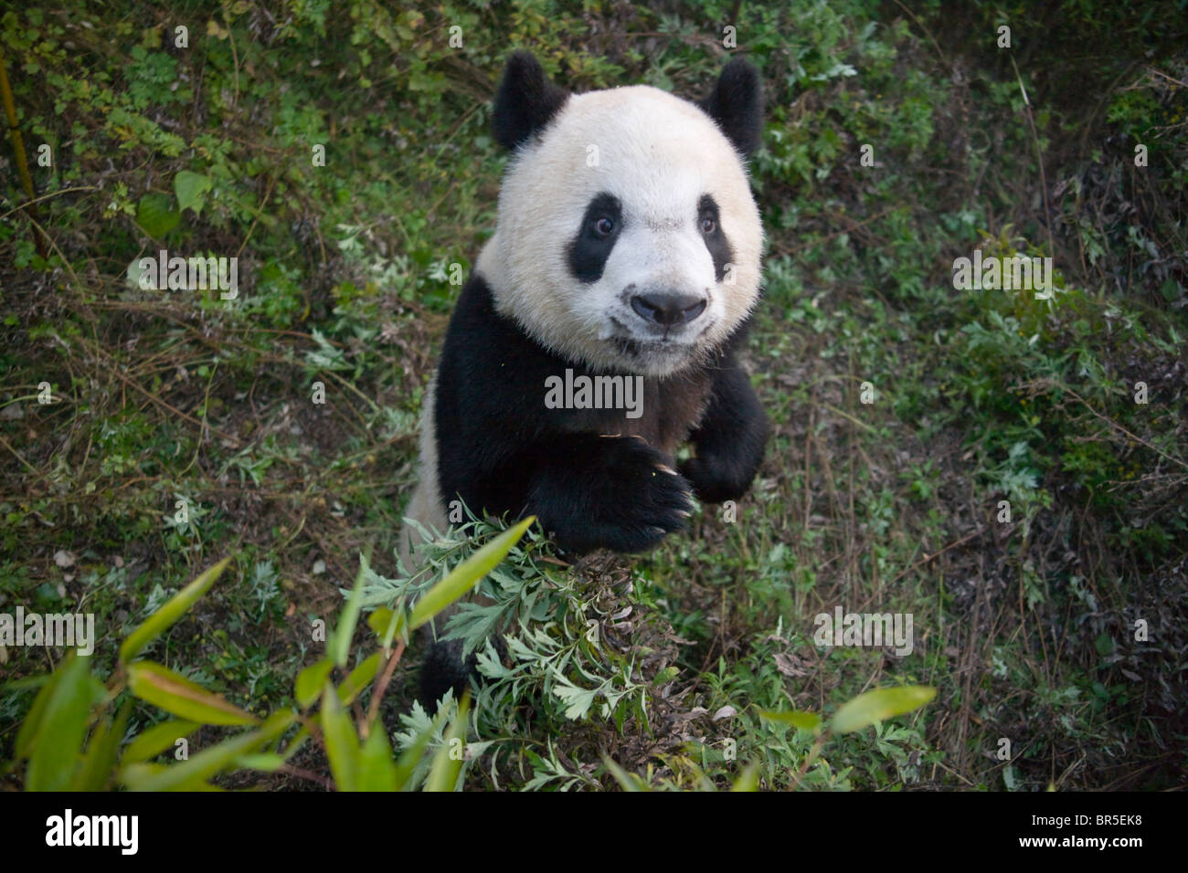 Qinling Panda