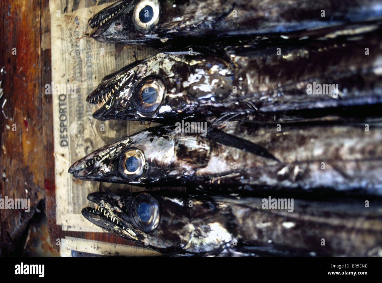 Black scabbardfish, Aphanopus carbo, Madeira, Funchal Stock Photo - Alamy