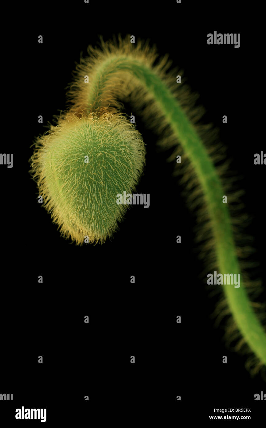 Poppy emerging hi-res stock photography and images - Alamy
