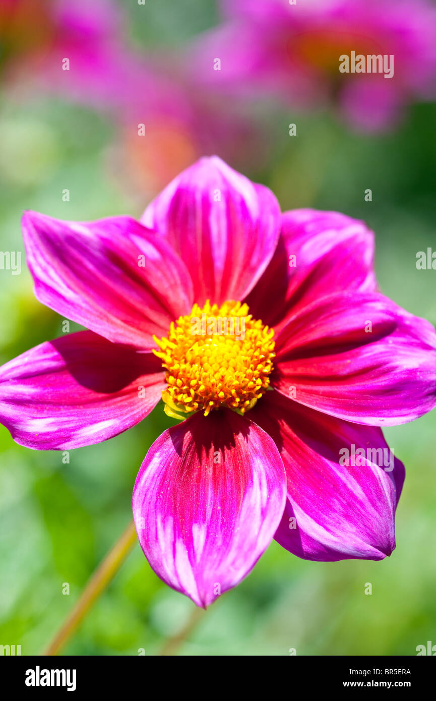 Fuchsia dahlia hi-res stock photography and images - Alamy