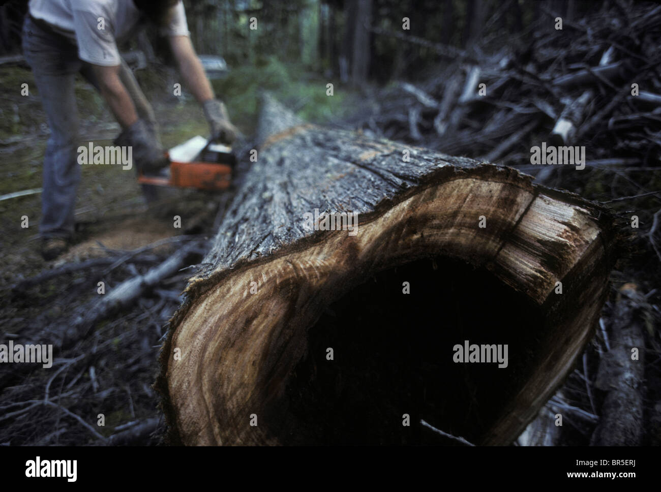 Montana logging hi-res stock photography and images - Alamy