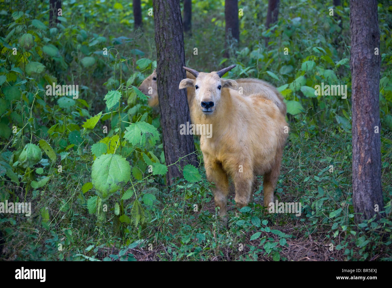 Golden takin hi-res stock photography and images - Alamy
