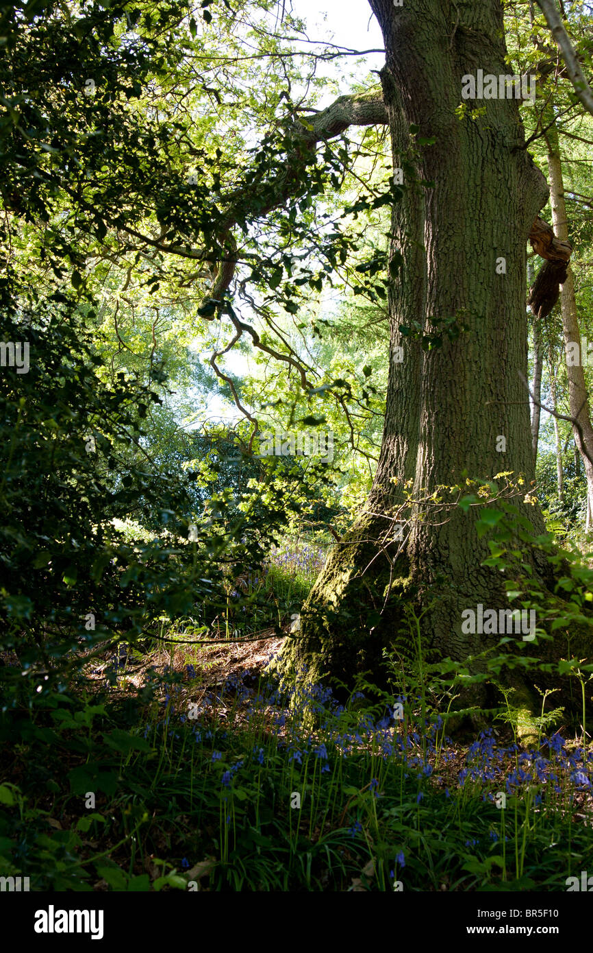 Bluebells and tree hi-res stock photography and images - Alamy