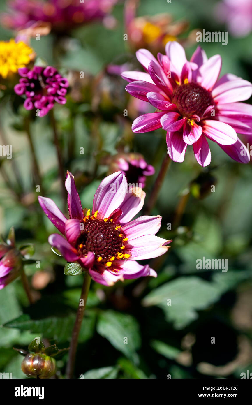 Dahlia pretty woman hi-res stock photography and images - Alamy