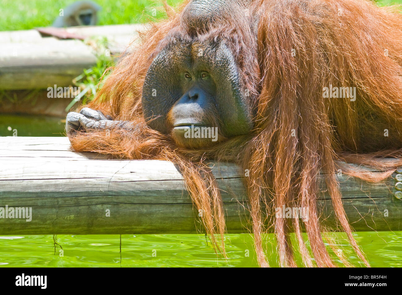 Chilled monkey hi-res stock photography and images - Alamy