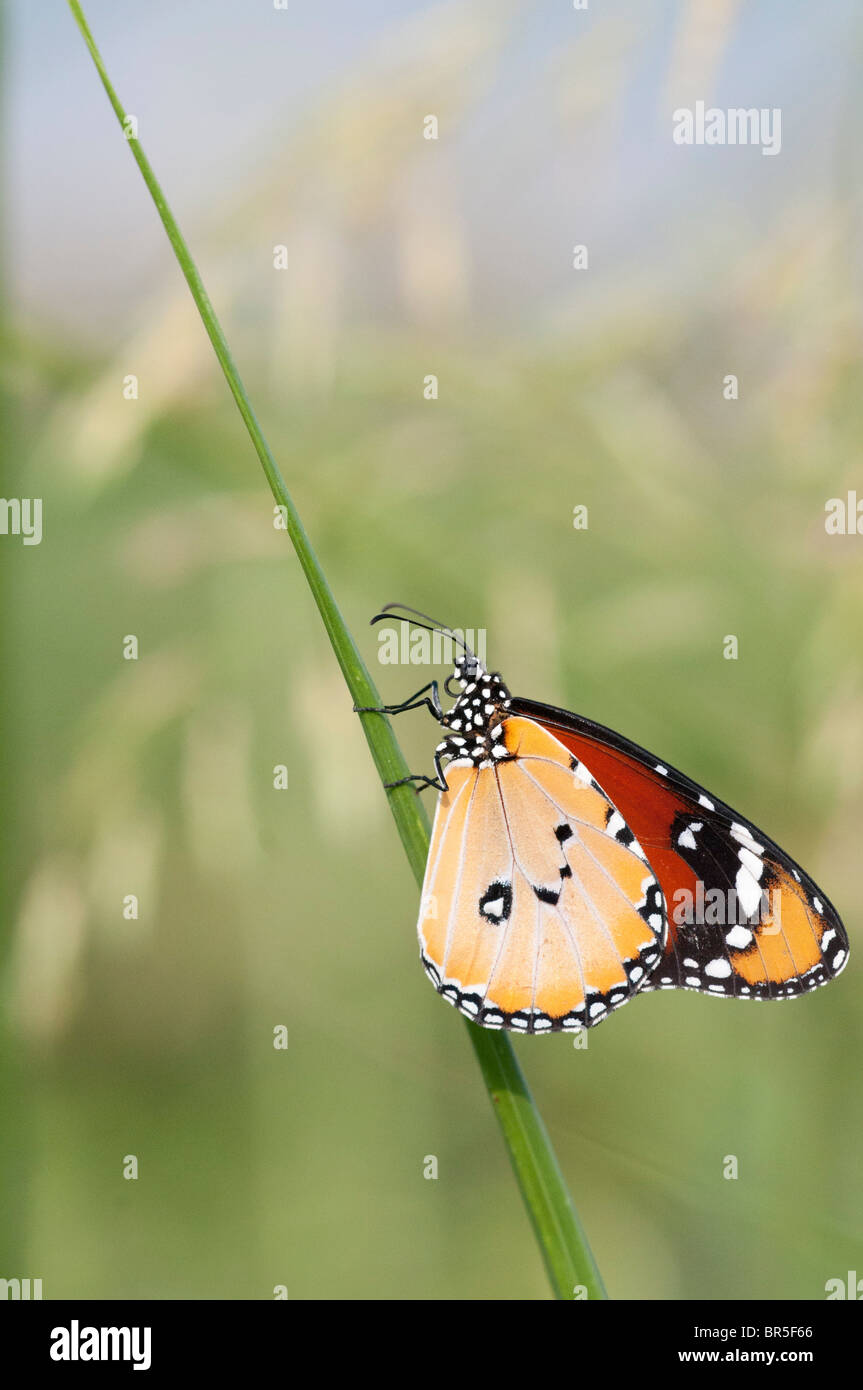 African butterfly hi-res stock photography and images - Alamy