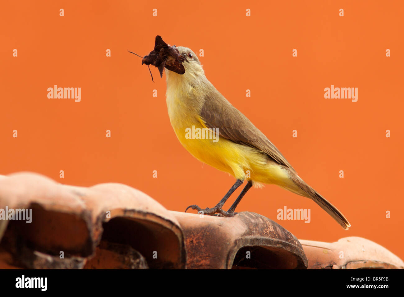 Cattle Tyrant Eating Insect Stock Photo - Alamy