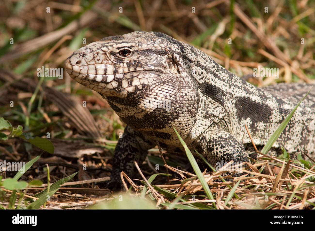 Argentine black and white tegu hi-res stock photography and images - Alamy