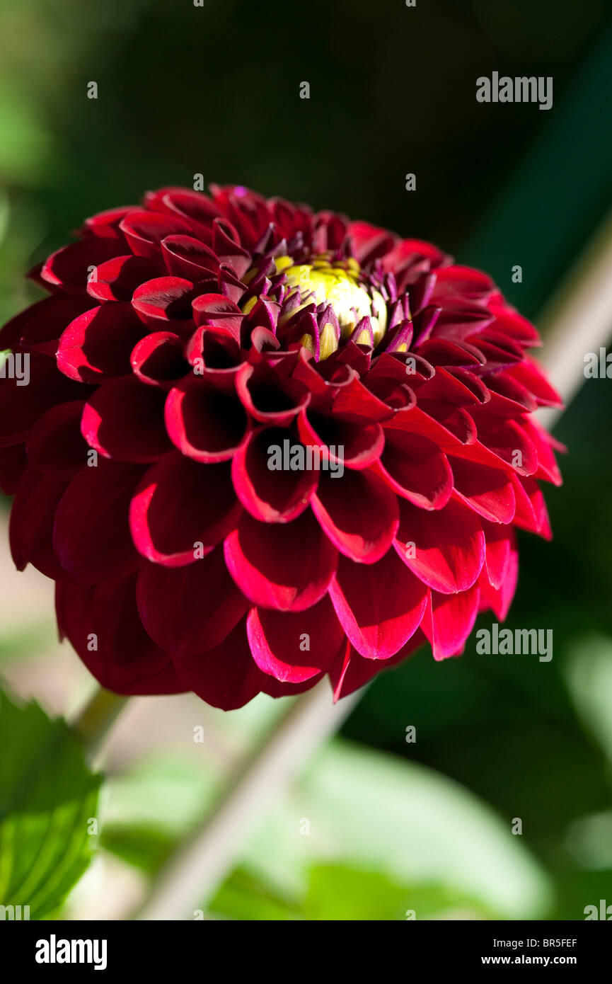 Maroon fox dahlia hi-res stock photography and images - Alamy