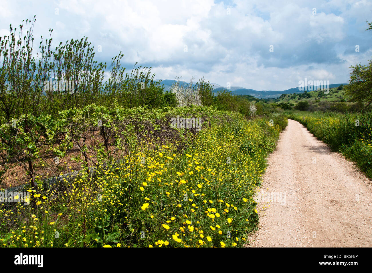 Israel, nature trail Stock Photo - Alamy
