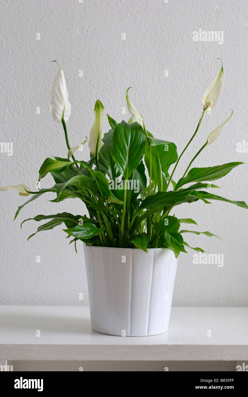 White pot with leafy plant Stock Photo - Alamy