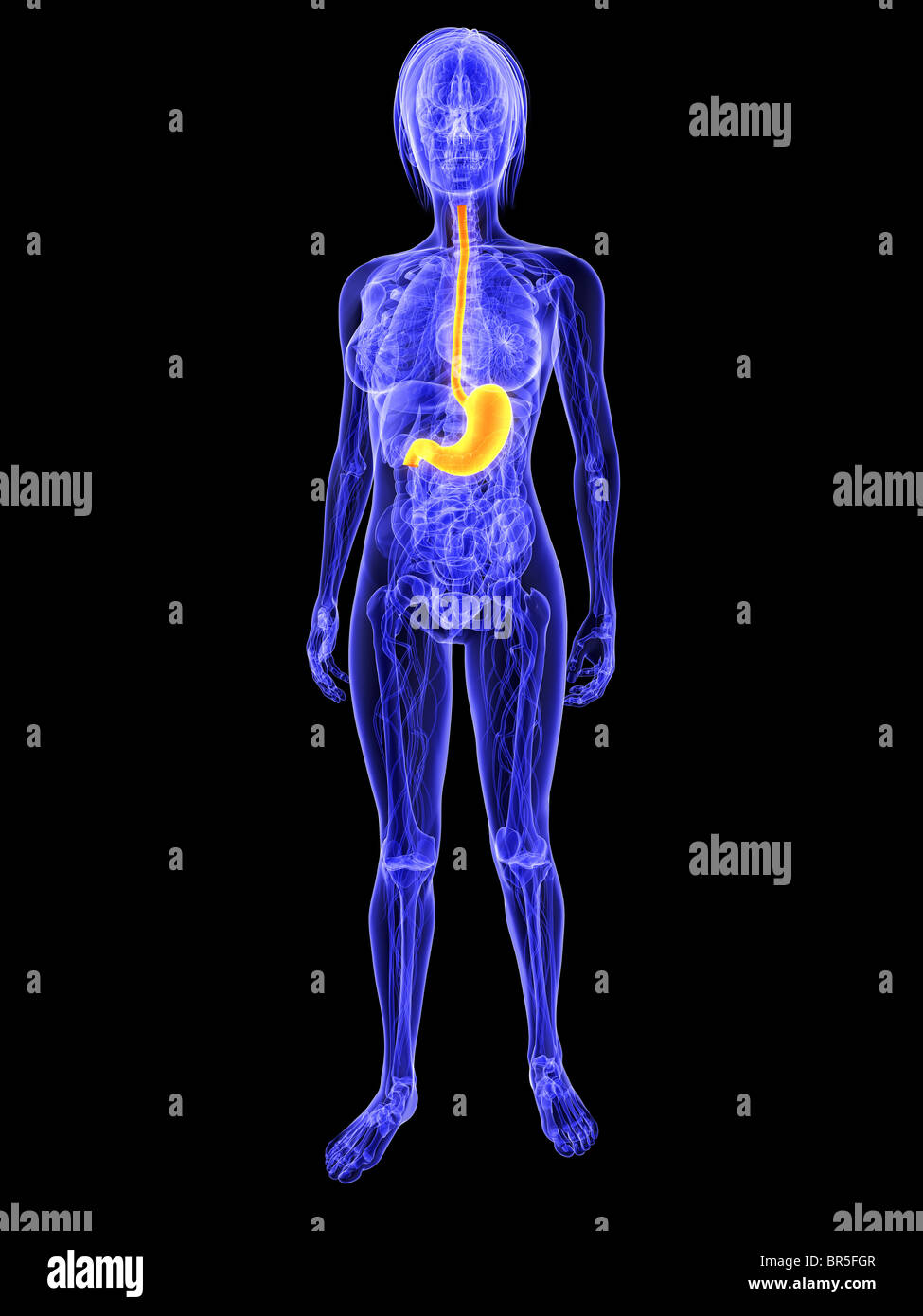 Stomach organs diagram female hi-res stock photography and images - Alamy