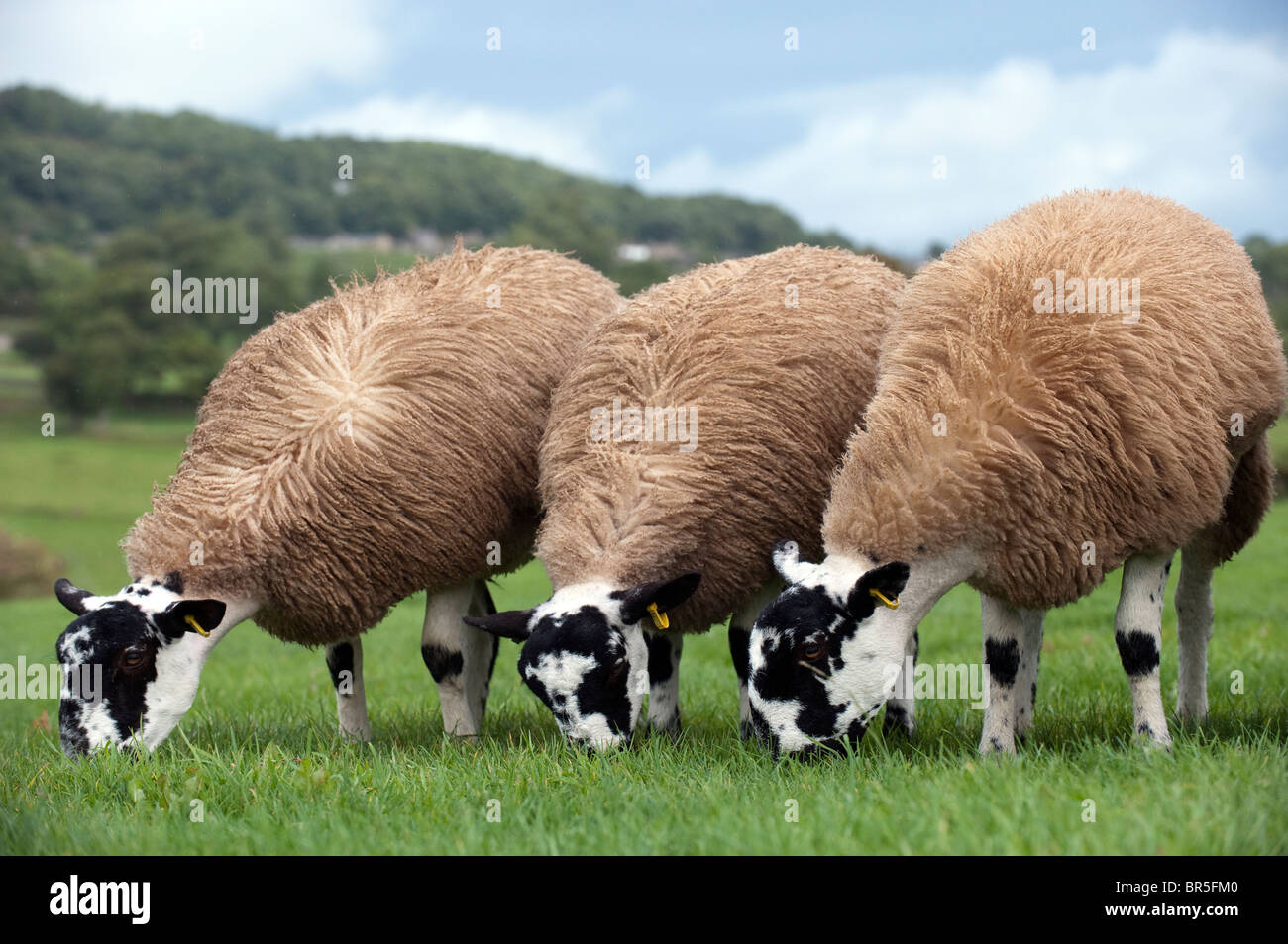 Mule gimmer lambs ready for sale. North Yorkshire Stock Photo - Alamy