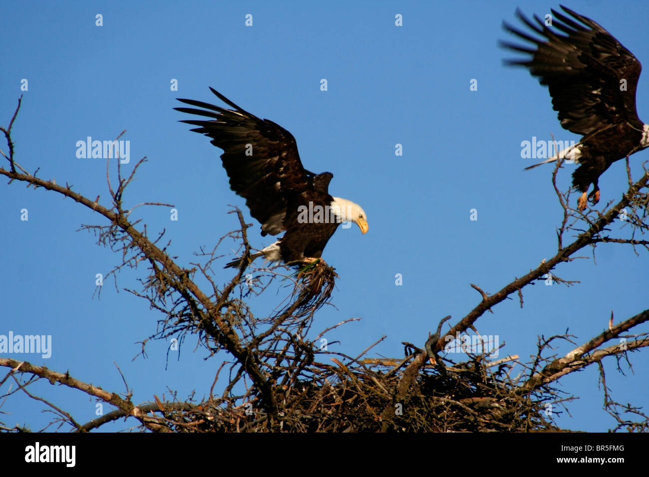 Bald Eagles Nesting Stock Photo - Alamy