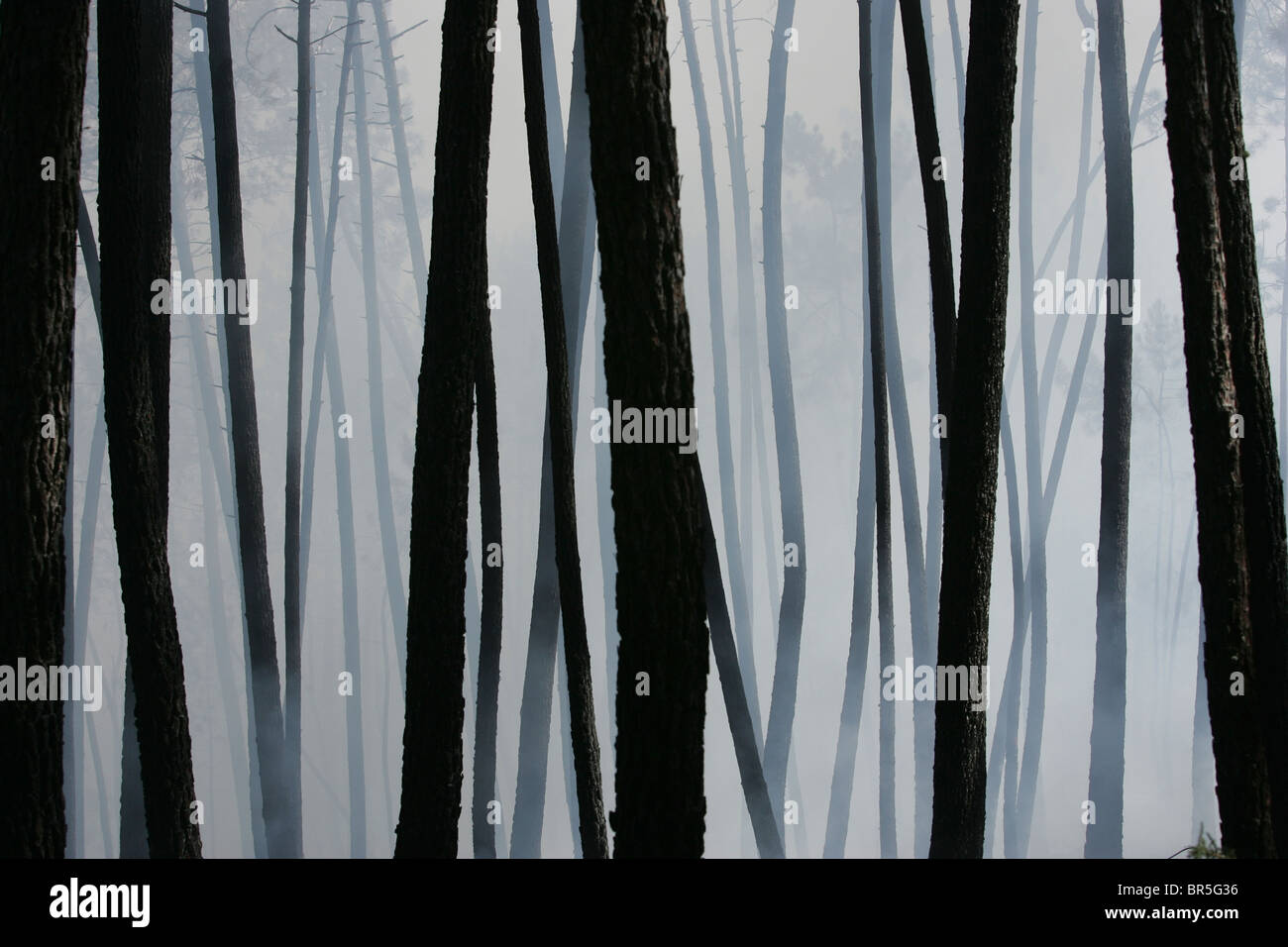 Burnt pine trees after a devastating wildfire Stock Photo - Alamy