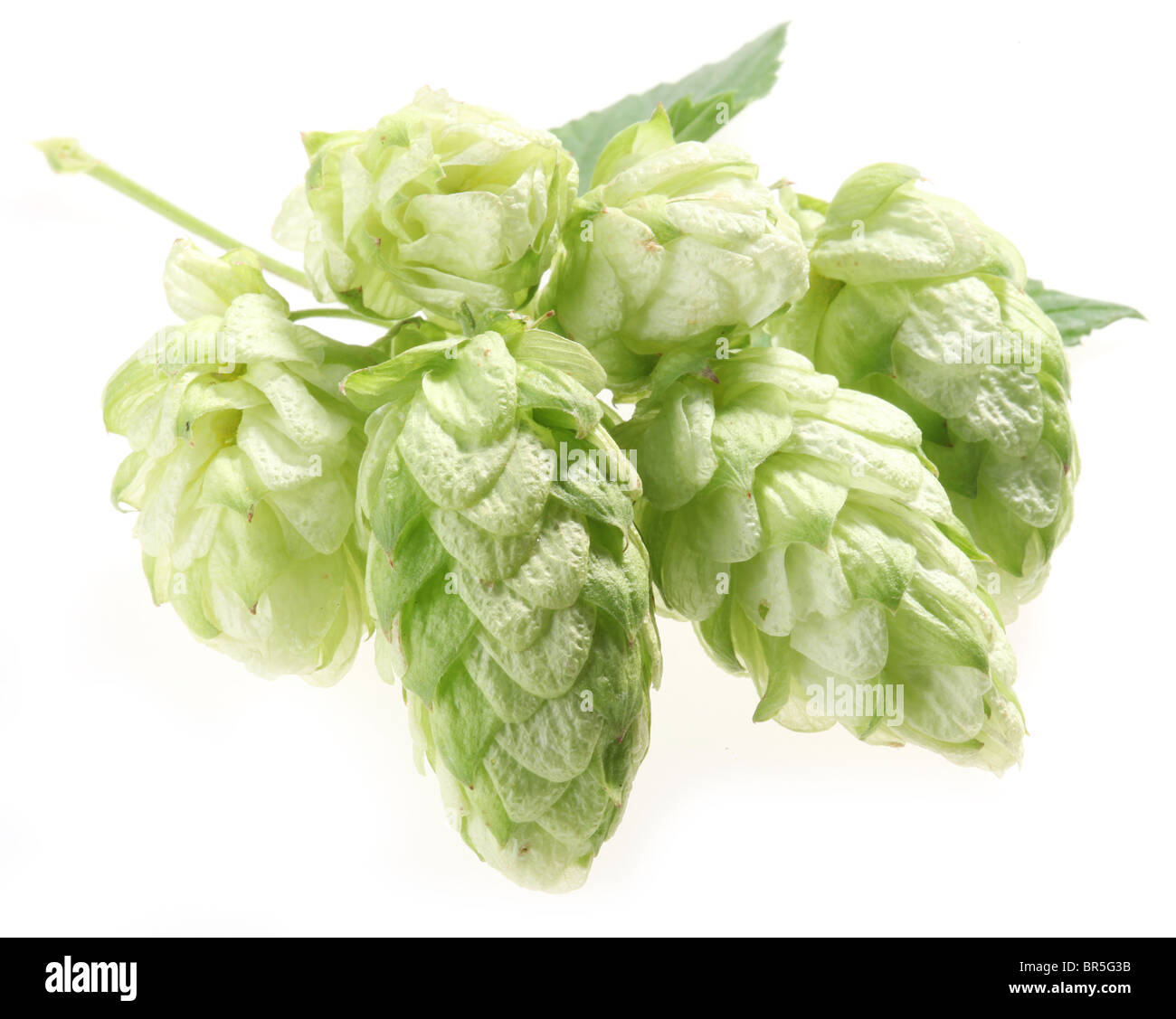 Hops cone hi-res stock photography and images - Alamy